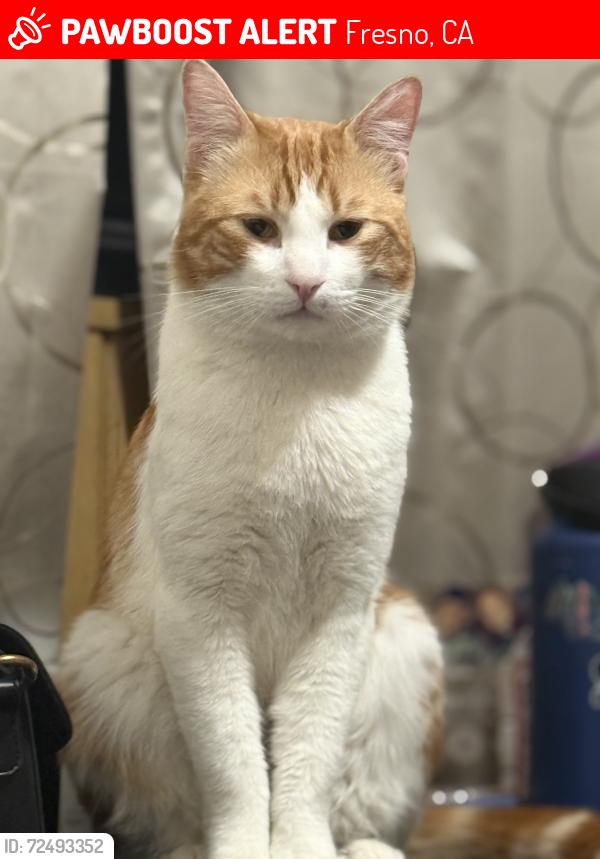 Fresno, CA Lost Male Cat, Loki Is Missing | PawBoost