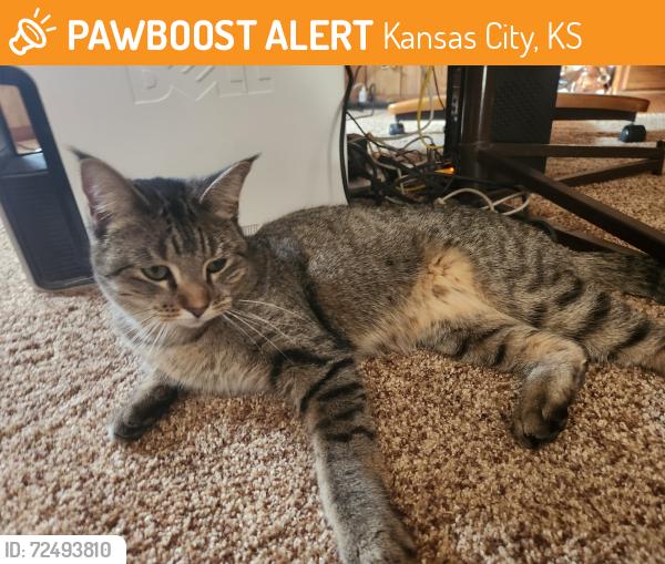 Rehomed Female Cat in Kansas City, KS 66104 (ID: 72493810) | PawBoost