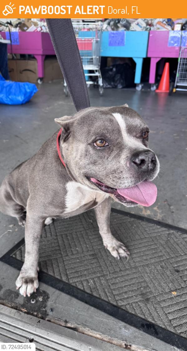 Doral, FL Stray Male Dog Found Near Near E 10th Ave #12, Hialeah, FL ...