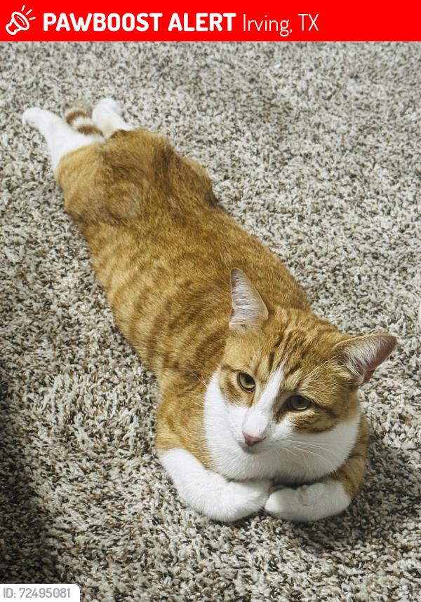 Irving, TX Lost Female Cat, Luffy Minino Is Missing | PawBoost