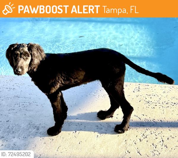 Tampa, FL Stray Female Dog Found Near W Waters Ave, in front of ...
