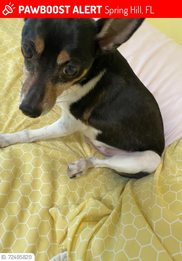 Spring Hill, FL Lost Male Dog, Trusty Is Missing | PawBoost