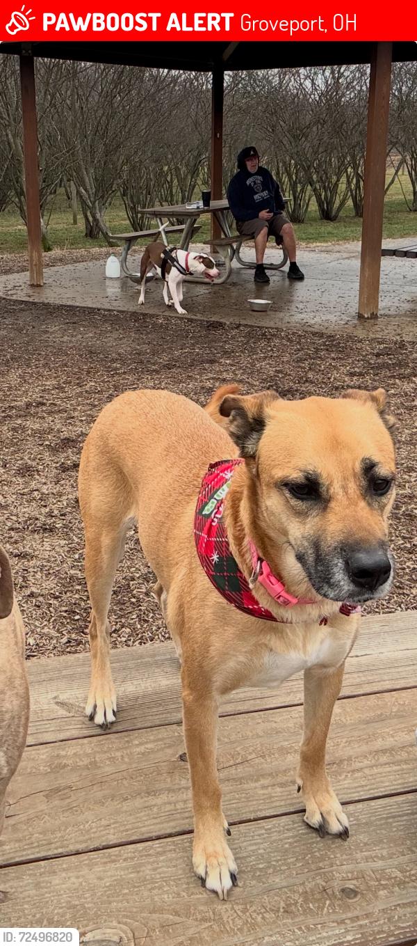 Groveport, OH Lost Female Dog, Puma Is Missing | PawBoost