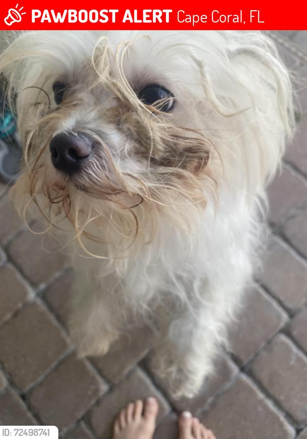 Cape Coral, FL Lost Male Dog, Mellow Is Missing | PawBoost