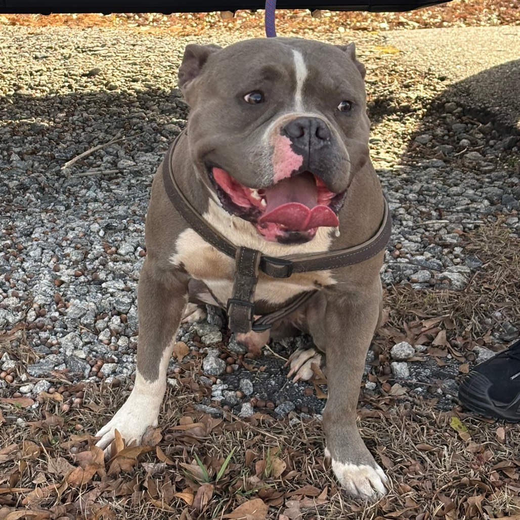 Fountain Inn, SC Lost Male Dog, FIPD-Stray-50 Is Missing | PawBoost