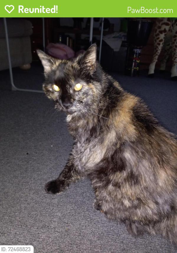 Reunited Female Cat in Wilmington, NC 28403 (ID: 72468823) | PawBoost
