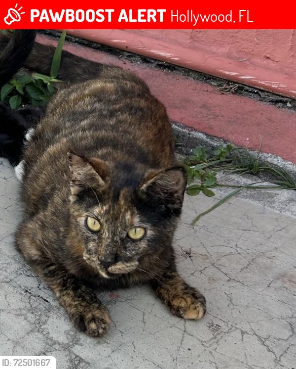 Hollywood, FL Lost Female Cat, Kitty Is Missing | PawBoost
