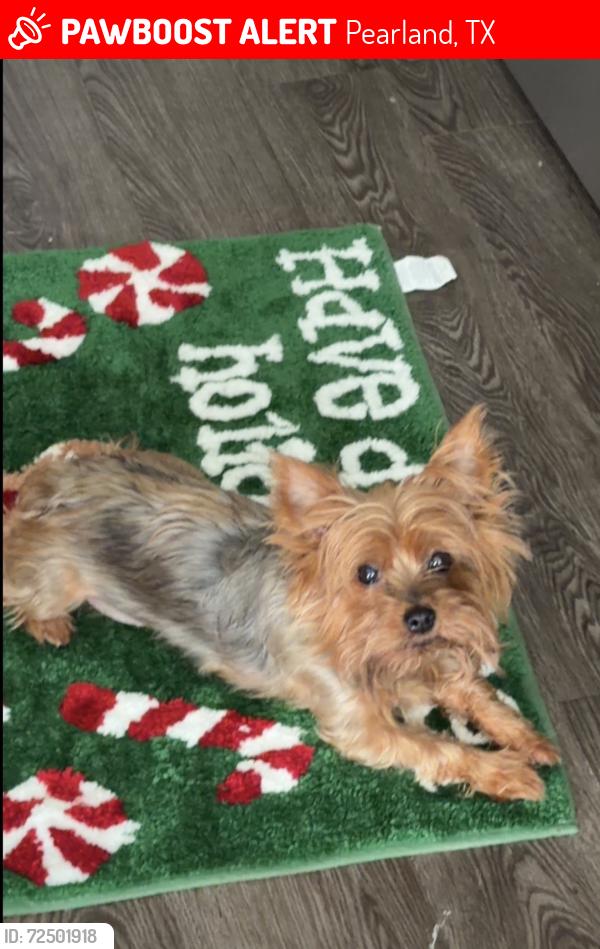 Pearland, TX Lost Female Dog, Chloe Is Missing | PawBoost