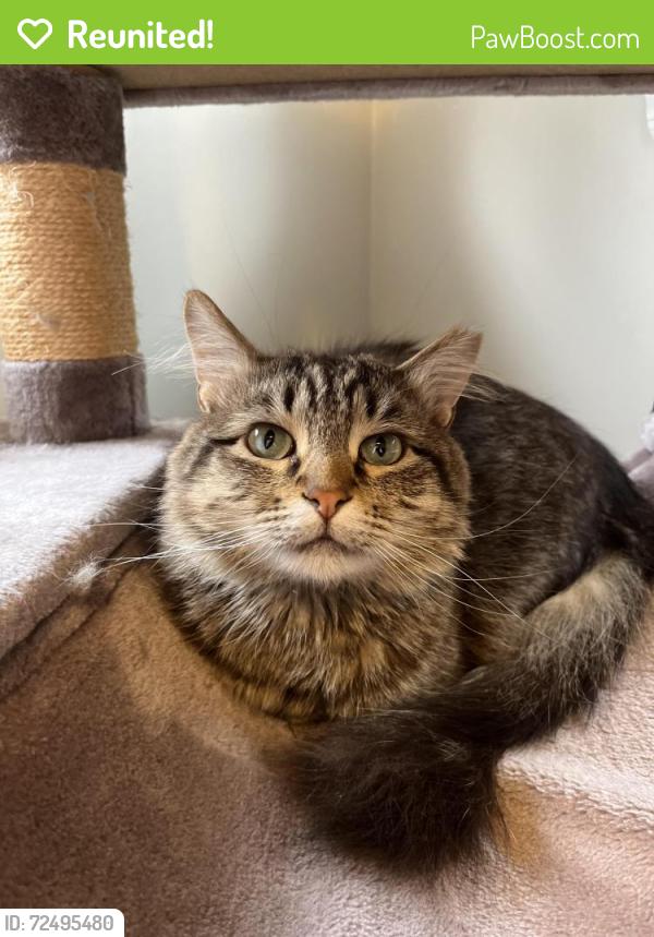 Reunited Male Cat in Clark, NJ 07066 (ID: 72495480) | PawBoost