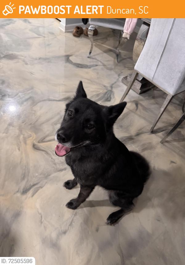 Duncan, SC Stray Female Dog Found Near Roger Bridge and Victor Hill ...