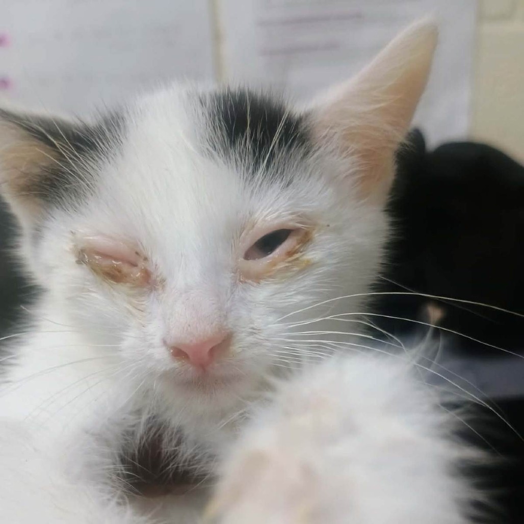 Memphis, TN Lost Female Cat, Darry Is Missing | PawBoost