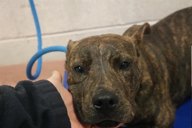 Columbia, SC Lost Male Dog, Bear Is Missing | PawBoost