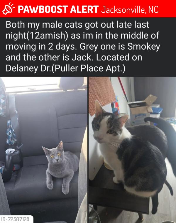 Jacksonville, NC Lost Male Cat, Smokey and Jack Is Missing | PawBoost