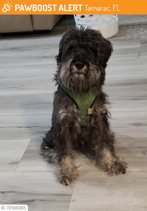 Tamarac, FL Stray Male Dog Found Near Nw 81st street tamarac | PawBoost