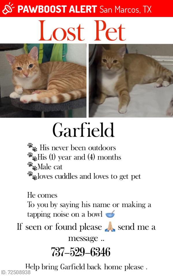San Marcos, TX Lost Male Cat, Garfield Is Missing | PawBoost