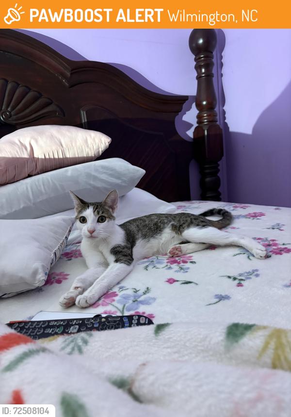 Wilmington, NC Stray Female Cat Found Near Near Greenville Loop Rd ...