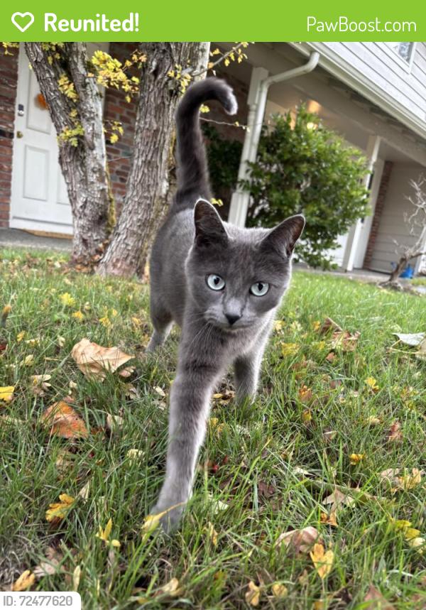 Reunited Male Cat in Bellevue, WA 98007 (ID: 72477620) | PawBoost