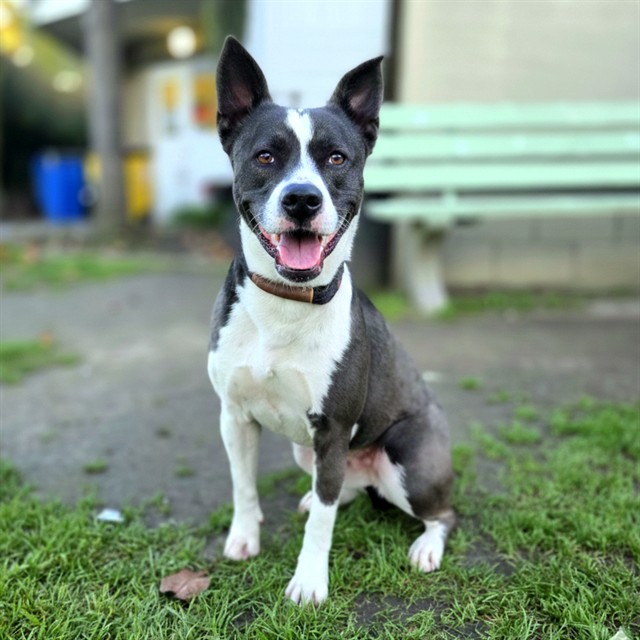 Long Beach, CA Lost Female Dog, *Cozy Is Missing | PawBoost