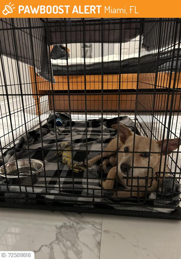 Miami, FL Stray Male Dog Found Near Dunkin | PawBoost