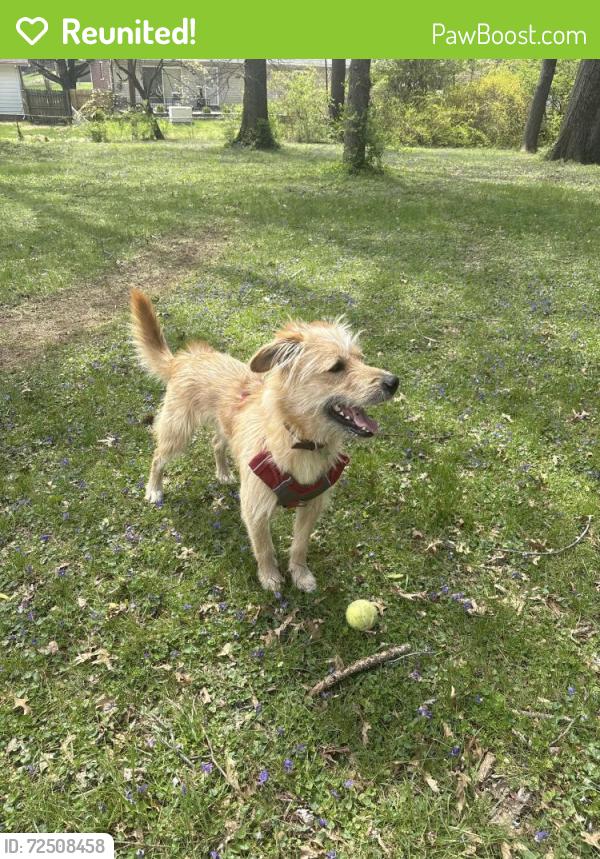 Reunited Male Dog in St. Louis, MO 63138 (ID: 72508458) | PawBoost