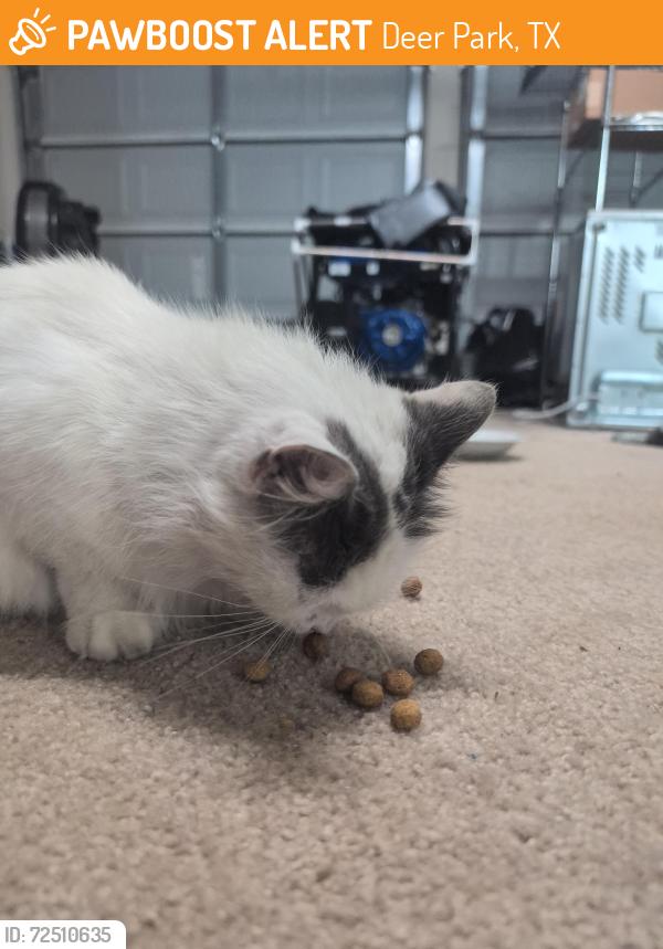 Deer Park, TX Stray Cat Found Near East and Shiprock | PawBoost