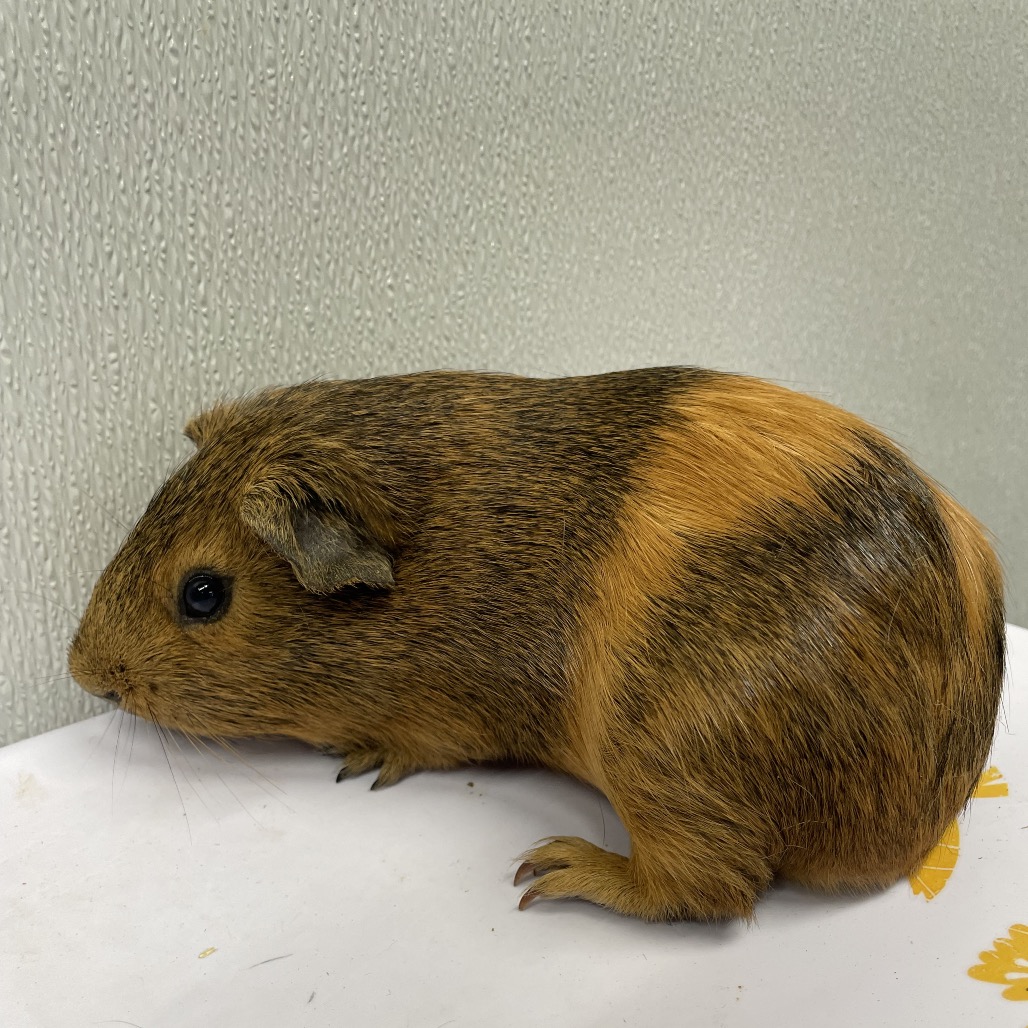 Tampa, FL Lost Male Other, Gus Is Missing | PawBoost