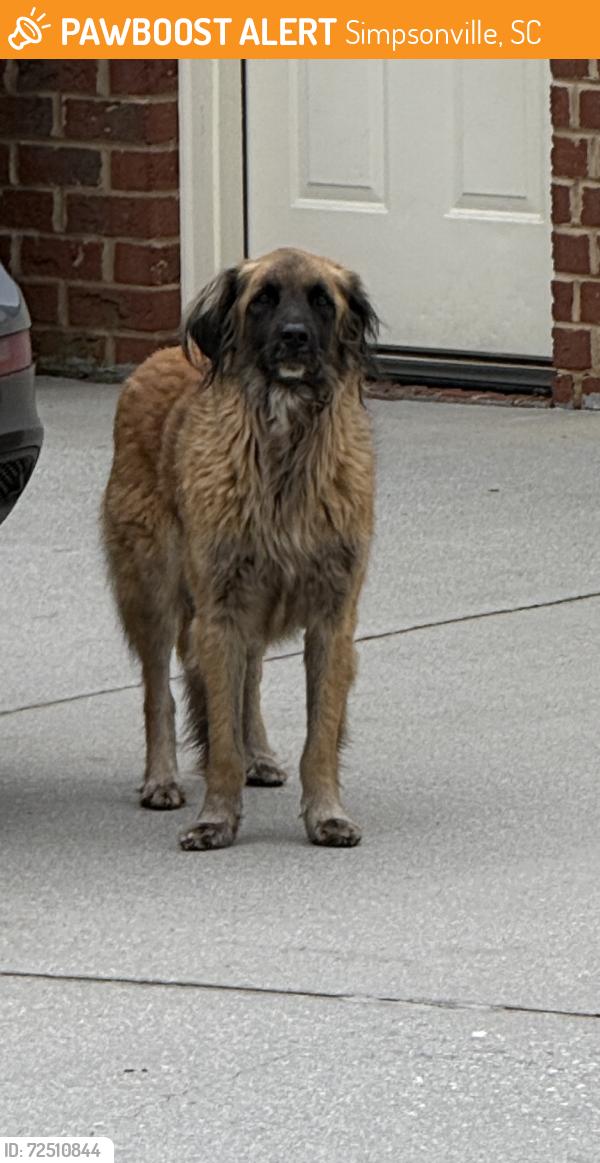 Simpsonville, SC Stray Dog Found Near Weatherstone neighborhood | PawBoost