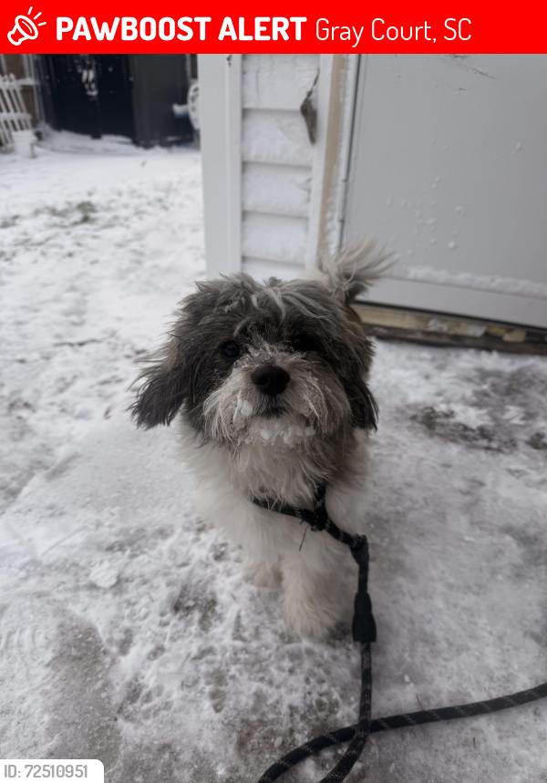 Gray Court, SC Lost Male Dog, Chop Is Missing | PawBoost