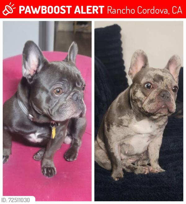 Rancho Cordova, CA Lost Male Dog, Stitch & Lily Is Missing | PawBoost