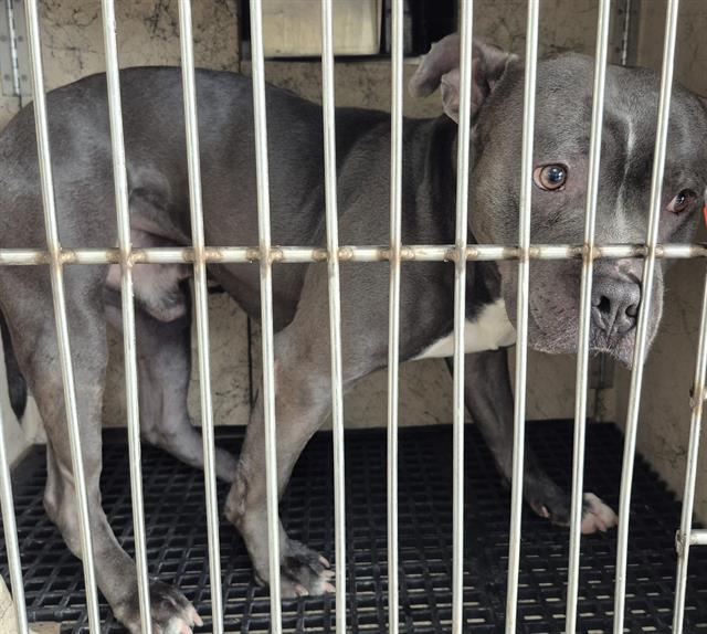 Las Vegas, NV Lost Male Dog, Shadow Is Missing | PawBoost