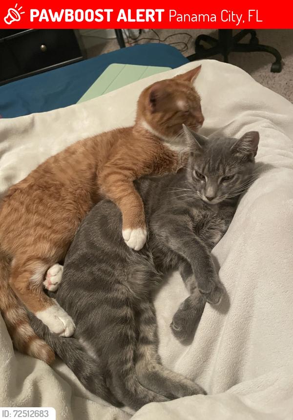 Panama City, FL Lost Male Cat, Holly Wood Is Missing | PawBoost
