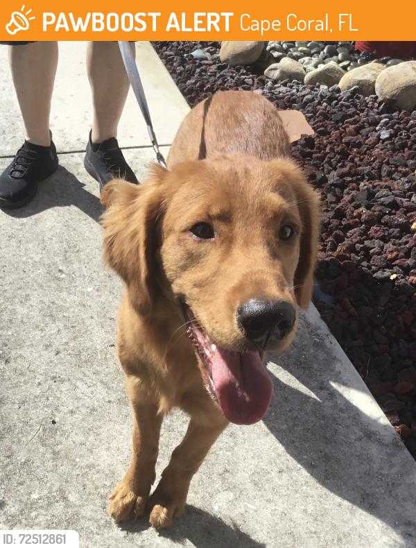 Cape Coral, FL Stray Male Dog Found Near Near SW 31st street Cape Coral ...
