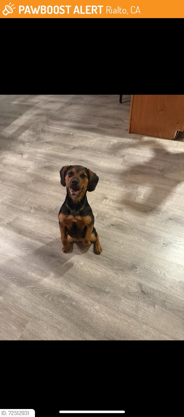 Rialto, CA Stray Female Dog Found Near Baseline and pepper | PawBoost