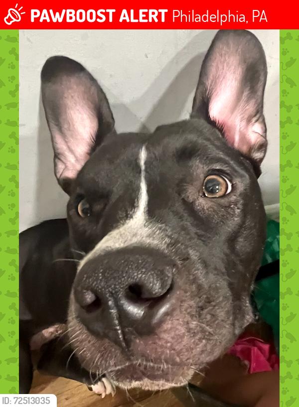 Philadelphia, PA Lost Female Dog, Nobu Is Missing | PawBoost