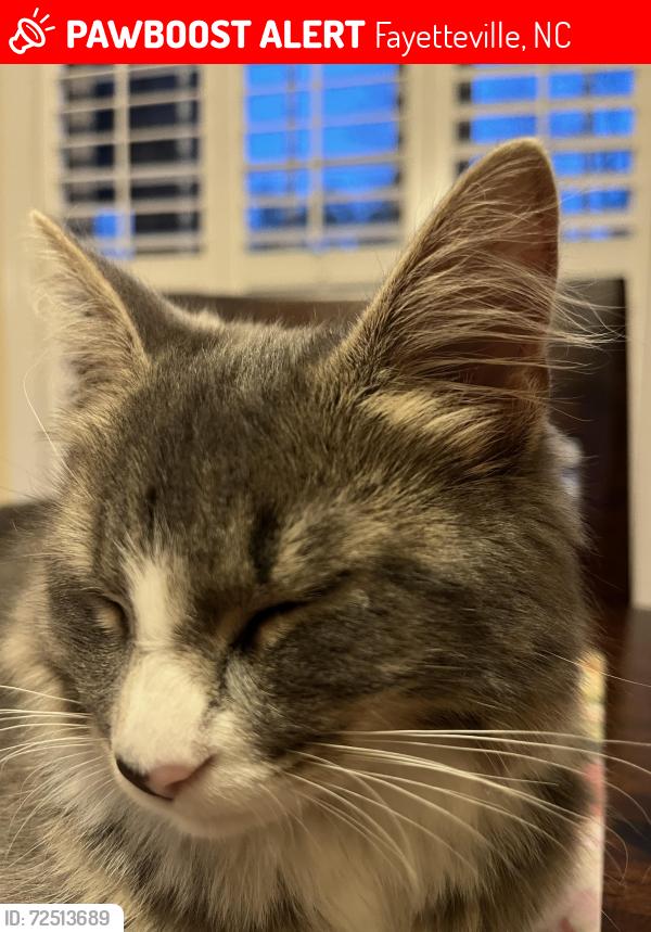 Fayetteville, NC Lost Female Cat, Smokey Is Missing | PawBoost