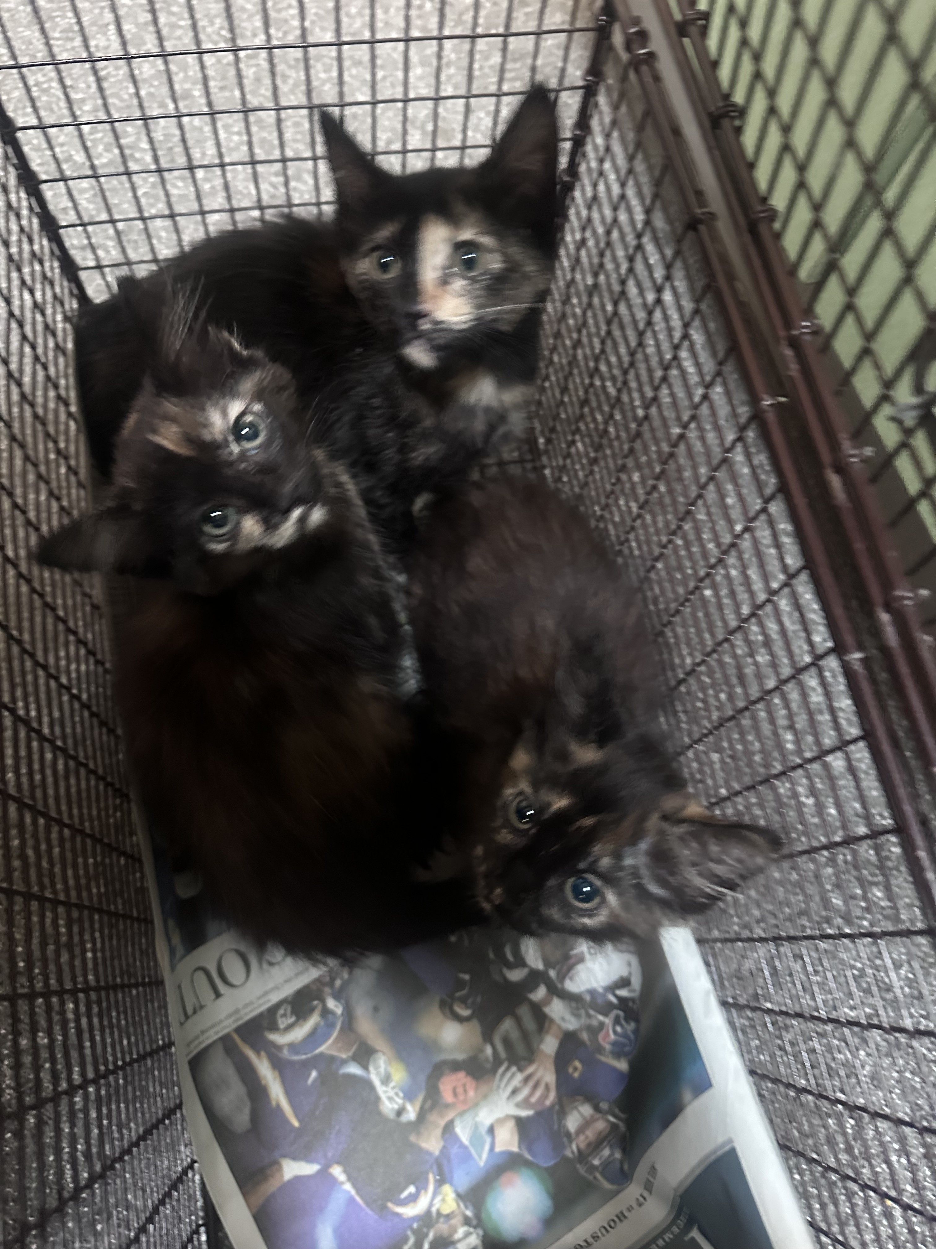 Los Angeles, CA Lost Female Cat, Fancy Nancy Is Missing | PawBoost