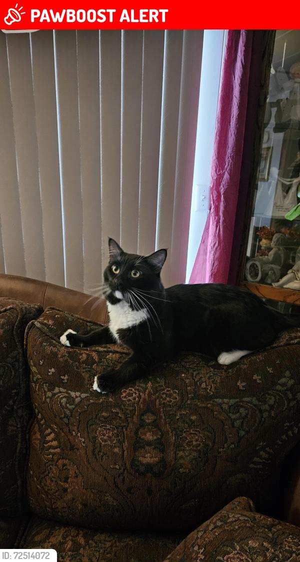 Rancho Santa Margarita, CA Lost Male Cat, Felix Is Missing | PawBoost