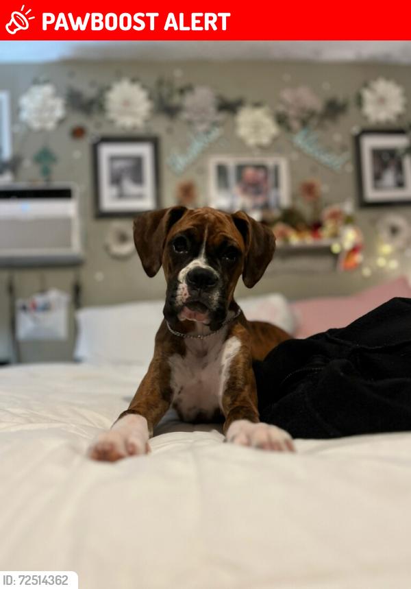 Lake Los Angeles, CA Lost Female Dog, Nola Is Missing | PawBoost