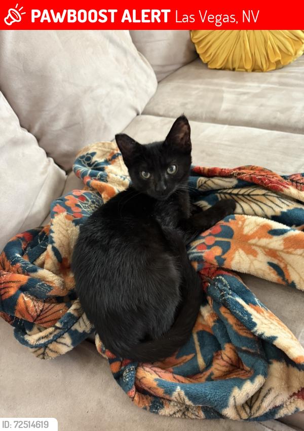 Las Vegas, NV Lost Male Cat, Bolo Is Missing | PawBoost