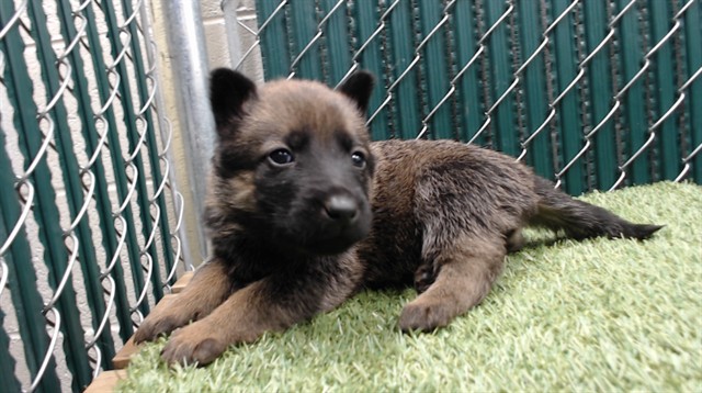 Downey, CA Lost Female Dog, Mona Lisa Is Missing | PawBoost