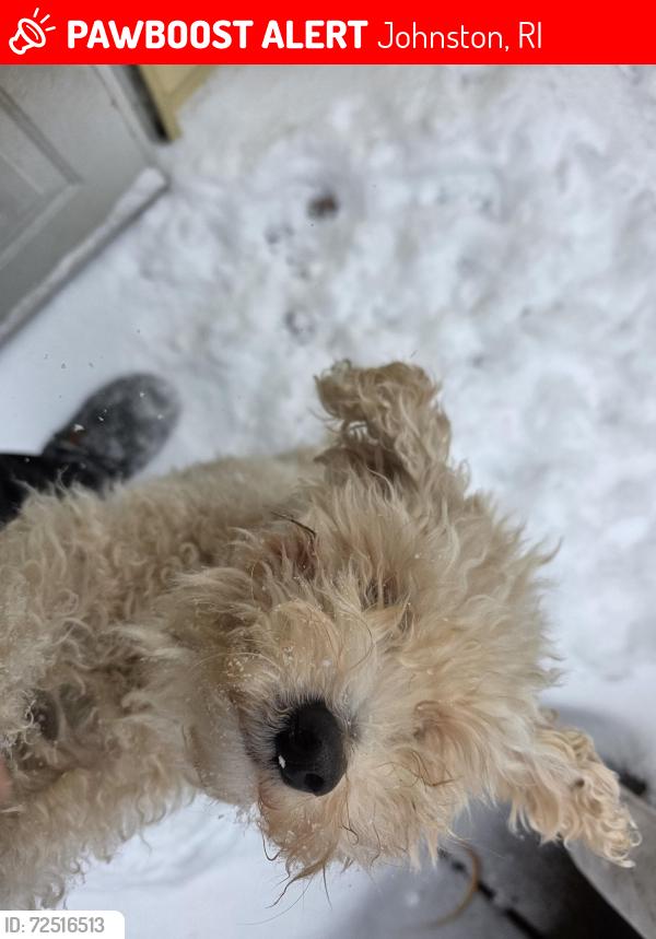 Johnston, RI Lost Male Dog, Ruffus Is Missing | PawBoost