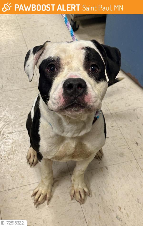 Saint Paul, MN Stray Male Dog Found Near Winthrop and Hillsdale | PawBoost