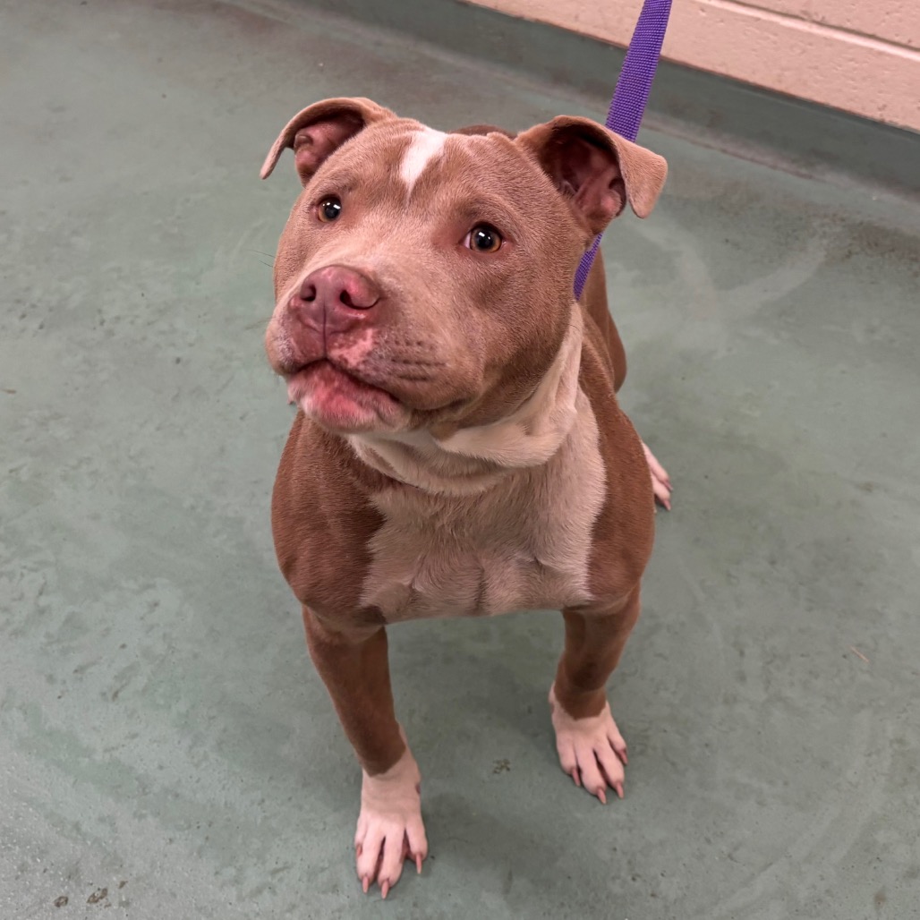 Memphis, TN Lost Male Dog, Apollo Is Missing | PawBoost