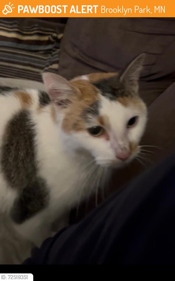 Brooklyn Park, MN Stray Cat Found Near Noble Ave N | PawBoost