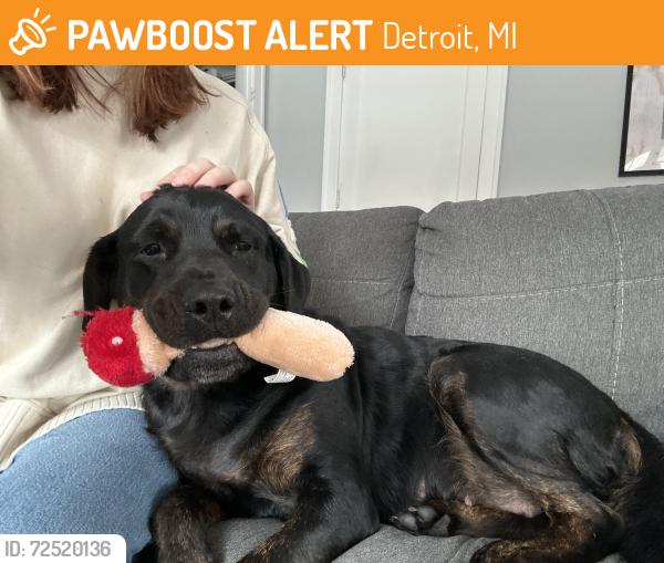 Detroit, MI Stray Female Dog Found Near E Vernor highway and van dyke ...
