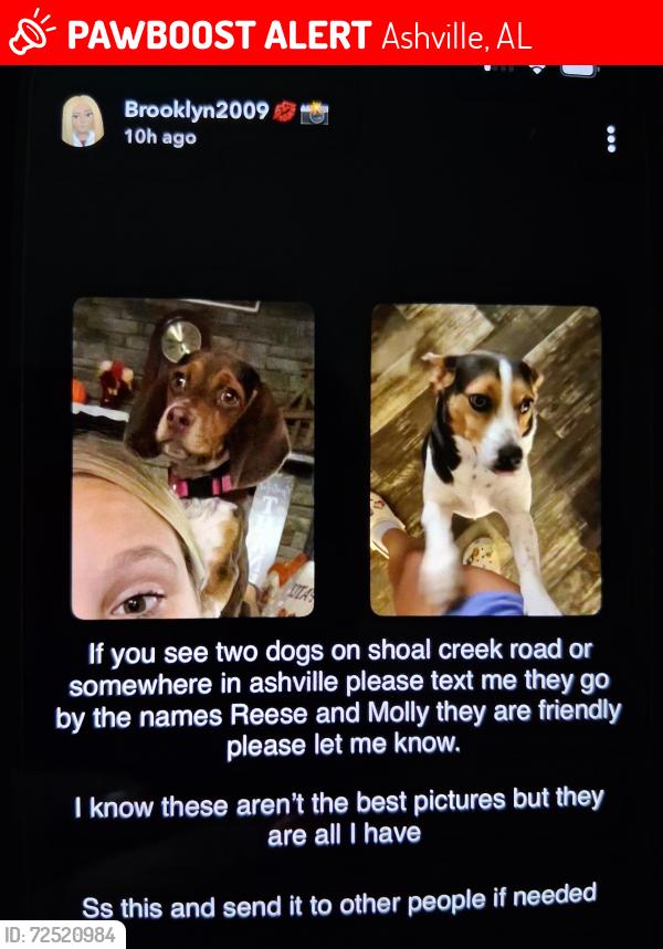 Ashville, AL Lost Female Dog, Molly & Reese Is Missing | PawBoost