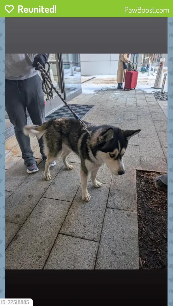 Reunited Male Dog in Dallas, TX 75204 (ID: 72518885) | PawBoost