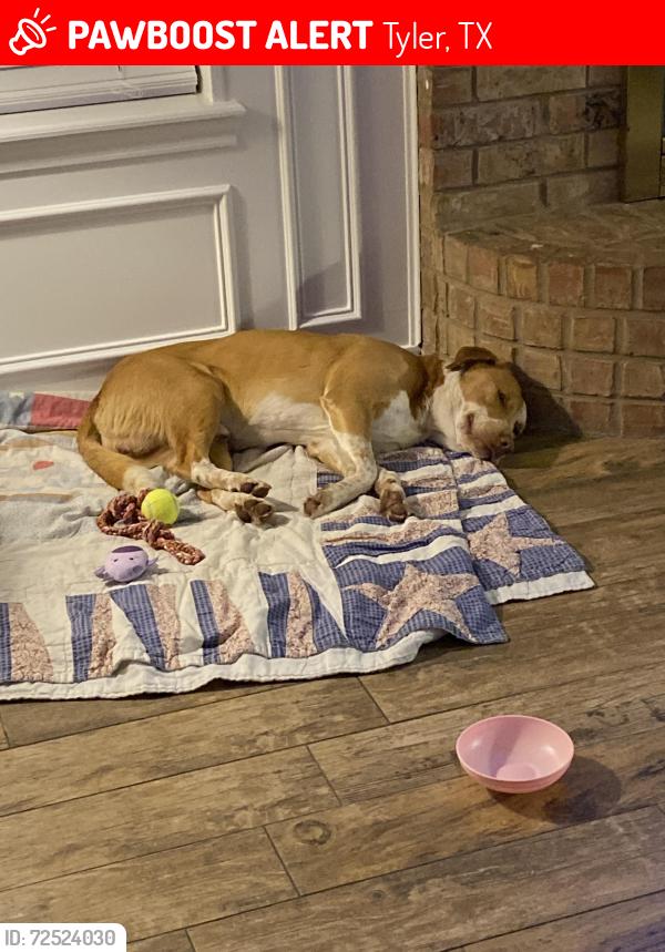 Tyler, TX Lost Male Dog, Rusty/ Baby Is Missing | PawBoost