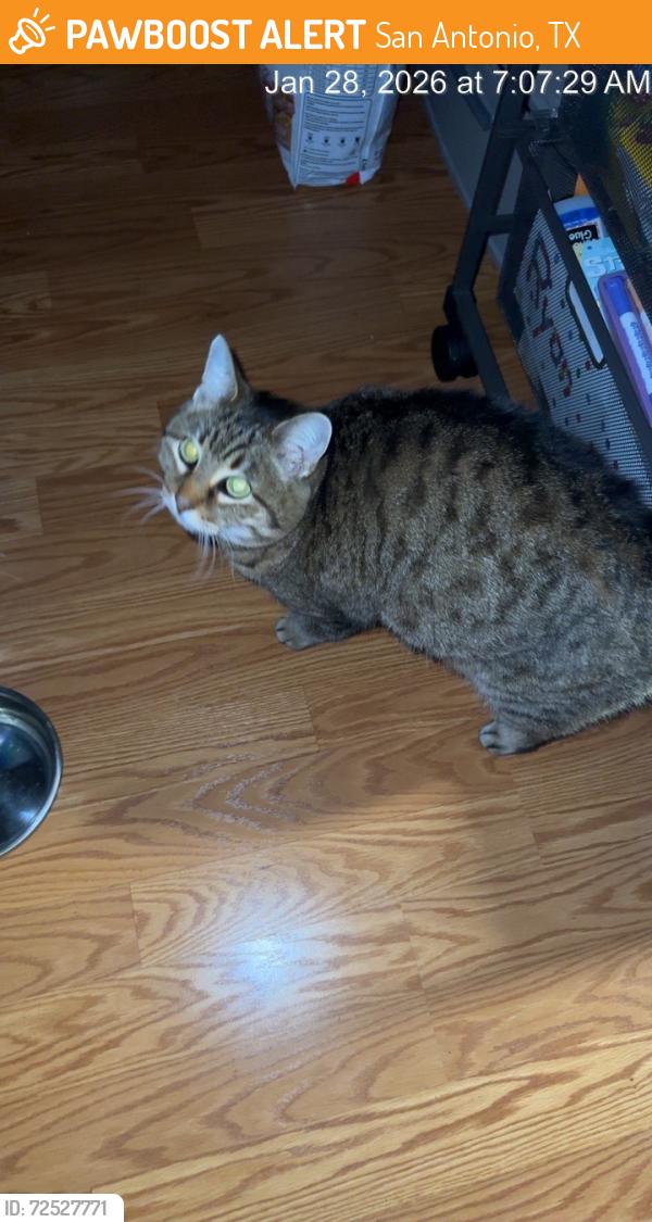 San Antonio, TX Stray Female Cat Found Near Encino Mesa Neighborhood ...