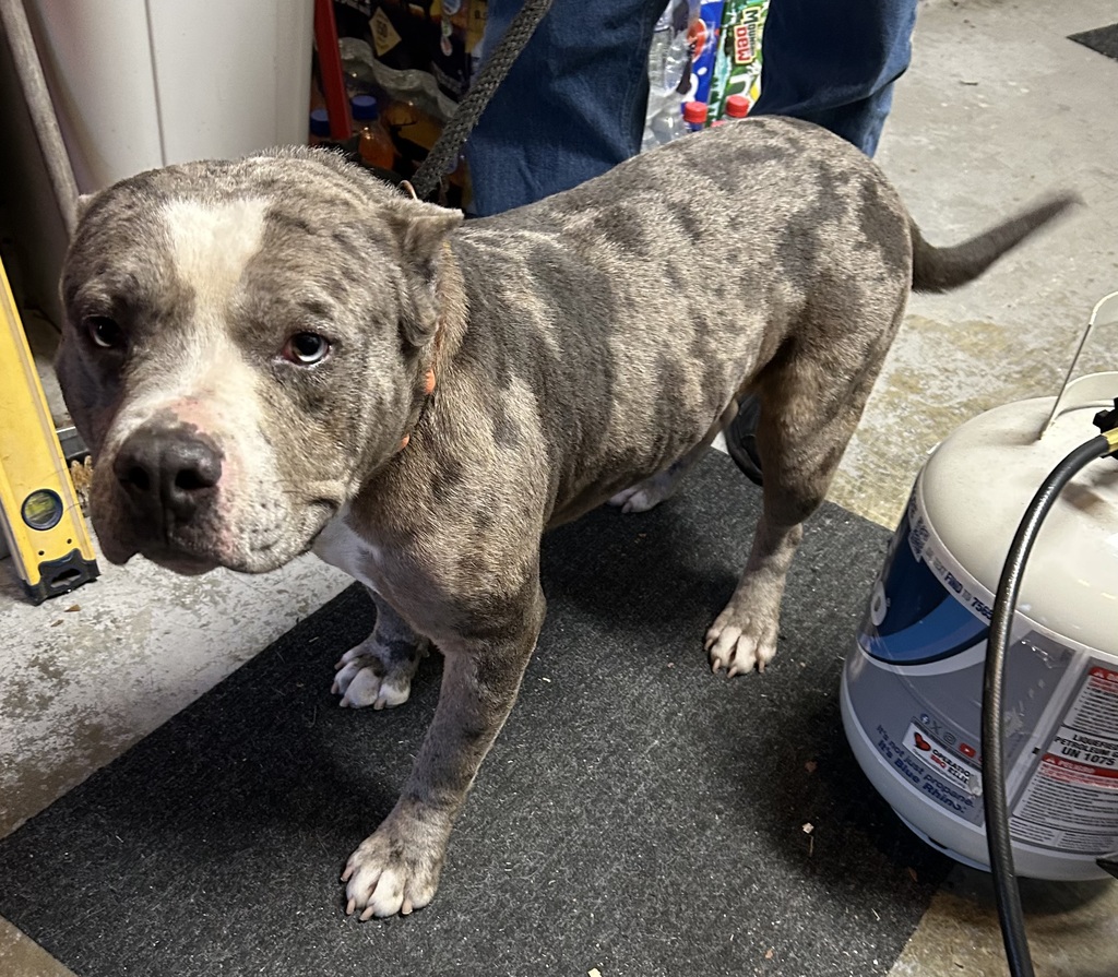 Virginia Beach, VA Lost Male Dog, Bricks Is Missing | PawBoost